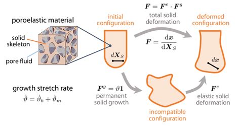 Continuum Growth In The Computational Model Is Based On The