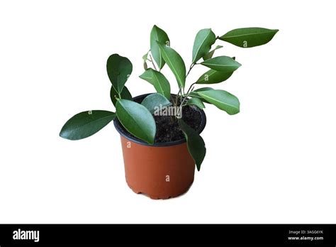 Ficus Benjamin Propagation By Cuttings Houseplant Care Concept Stock