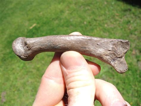 Museum Quality Saber Cat Metacarpal Recently Sold Fossils