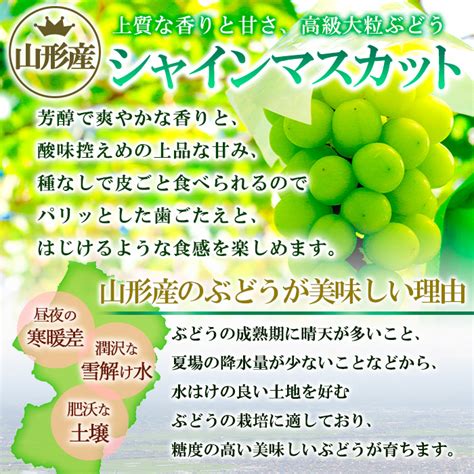 【100箱限定】両手いっぱい 1房 800g プレミアム シャインマスカット 【令和7年産先行予約】fs24 816jalふるさと納税