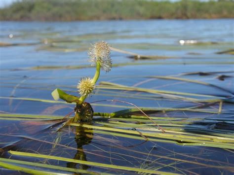 Floating Bur Reed Photo Image 33963