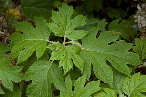Hydrangea Quercifolia Pee Wee Secret Garden Growers