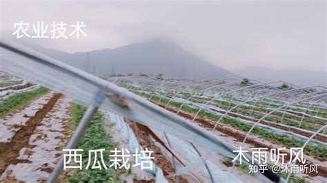 西瓜的种植密度该如何确定？ 知乎