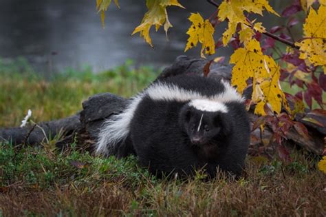 Techniques To Remove Skunks Under Your Deck Wildlife Removal Aurora