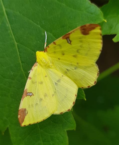 Moth Breakfast Chester Local Group