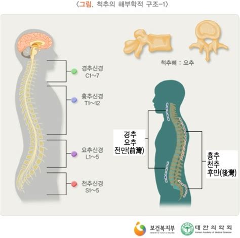 척추의 구조 경추 흉추 요추 미추 네이버 블로그