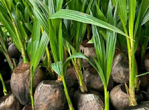 ကရသူရိမြို့၌ အုန်းချိုမွှေး ယိုးဒယား အုန်းသီးဈေးကောင်းရ၍ စိုက်ပျိုးသူများဝင်ငွေကောင်း