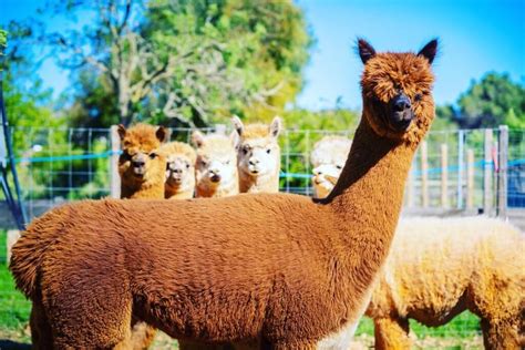 Es Currals Alpacas Ibiza The First Alpaca Farm To Visit In Ibiza