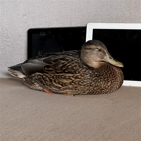 Sleeping Beauty Zzz Rduck