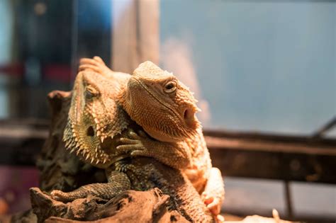 Bearded Dragon Habitat Lighting