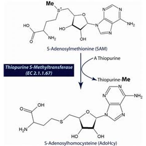 Sam Methyltransferase Assays For Bioscience Research Labs