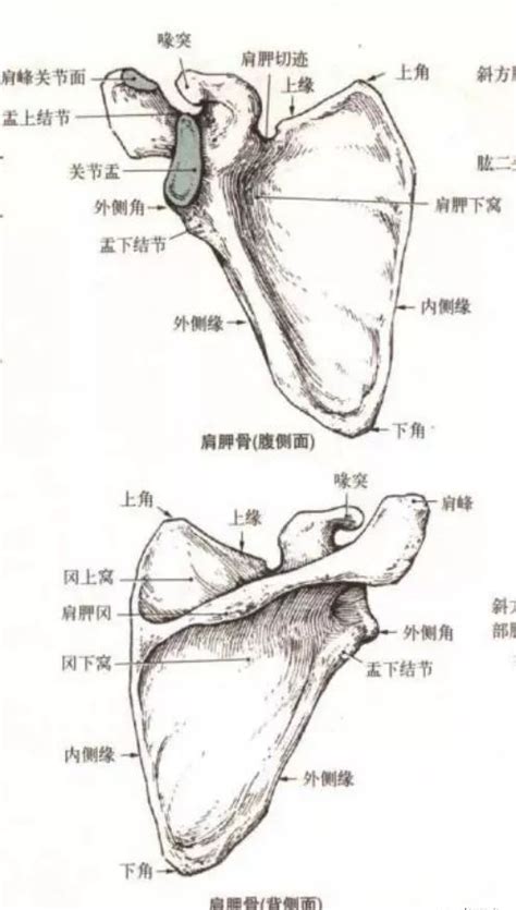 最全肩关节解剖及查体方法汇总 韧带