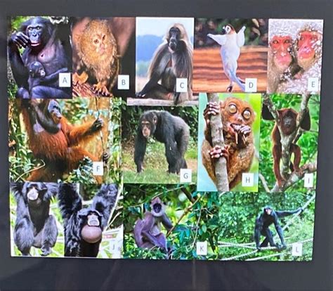 Classify Each Primate In The Images As Prosimian
