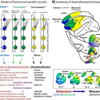 Illustration Of The Parallel Circuits Model Initially Proposed By Download Scientific Diagram
