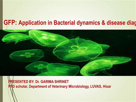 Gfp Application In Bacterial Dynamics And Disease Diagnosis Ppt