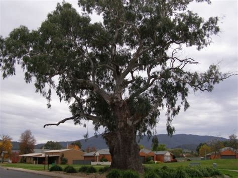The Habitat Advocate Penny Tree Archives The Habitat Advocate