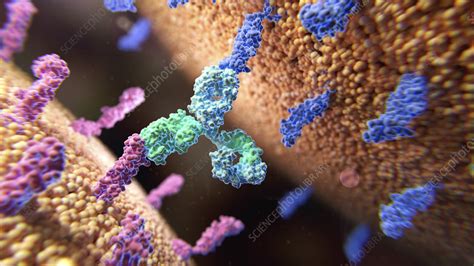 Bispecific Antibody In Action Illustration Stock Image F0424118 Science Photo Library