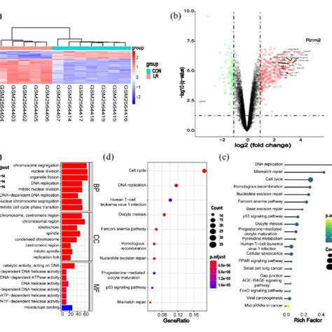The Key Gene Involved In Liver Regeneration Following Ph A