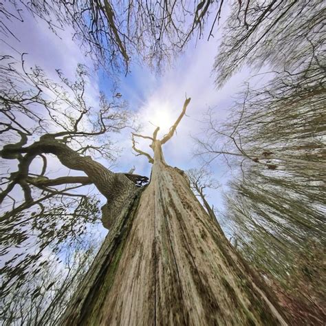 Premium Photo Sky Reaching Tree