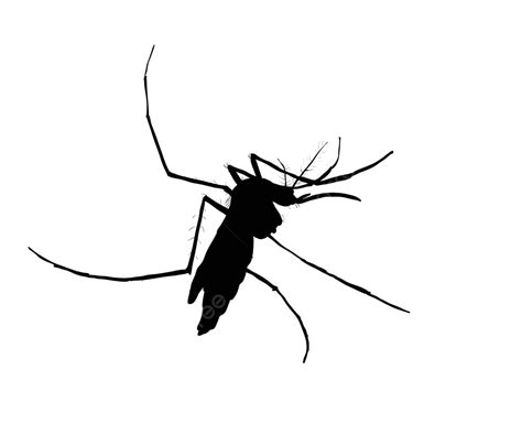 Silhouett Of Mosquito Malaria Mosquito Infectious Vector Malaria