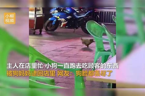 【四川】小狗一直跑去吃顾客的烤串，被狗妈妈抓回去，网友：狗脸都丢尽了顾客小狗妈妈