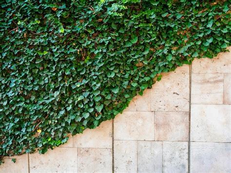 Premium Photo Green Ivy On A Light Stone Wall
