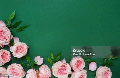 꽃 조성 테두리 배경입니다 녹색 백그롭에 아름다운 핑크 장미 맨 위 보기 공간을 복사합니다 꽃 카드입니다 휴일 꽃 개념입니다 0