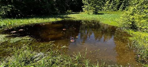 Walker Valley Ohv Trail Loop Washington 8 Reviews Map Alltrails