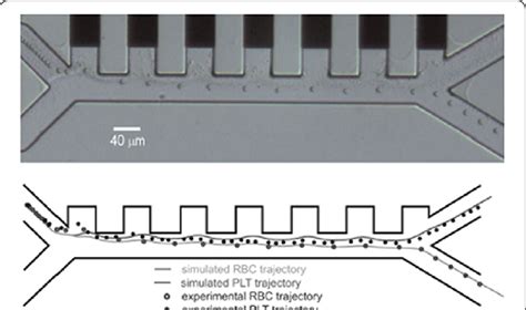 Trajectory Of Rbcs And Plts In The Device And Graphical Representation
