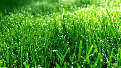 🔥 70 Green Grass Wallpapers Wallpapersafari