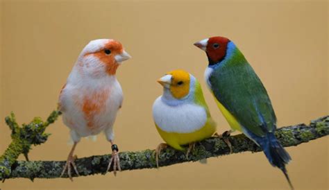 Sorprendente Los Pájaros Utilizan Diferentes Dialectos Para Comunicarse Entre Sí Weekend