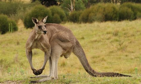 Are Kangaroos Smart Everything We Know About Their Intelligence A Z
