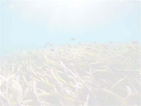 主頁 Hong Kong Seagrass R