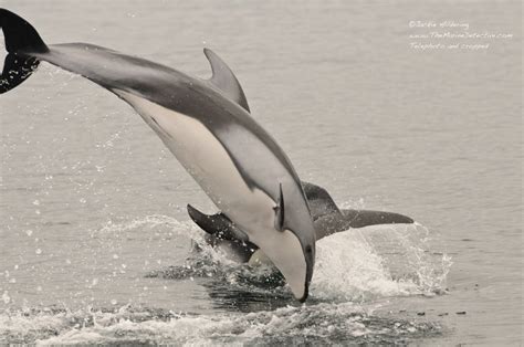 Cetacean Anatomy The Marine Detective