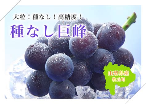 【朝採り！産地直送】山梨県産の種なし巨峰 3kg（4~6房入） 巨峰の常進園｜山梨県産 牧丘｜旬のぶどう産地直送・通販