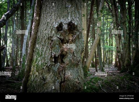 Spooky Looking Tree In A Dark Forest Having The Appearance Of A Human