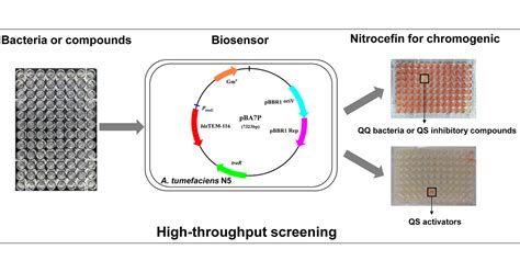 High Throughput Quantitative Screening Of Quorum Sensing Inhibitors Based On A Bacterial