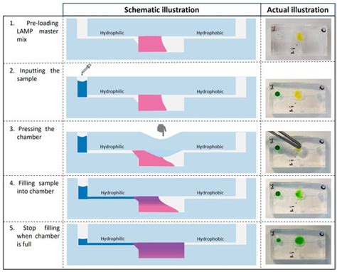 A Finger Actuated Sample Dosing Capillary Driven Microfluidic Device For Loop Mediated