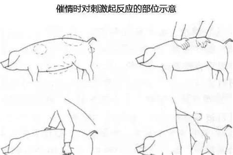 八种方式,让空杯母猪顺利发情! 八种方式,让空杯母猪顺利发情!