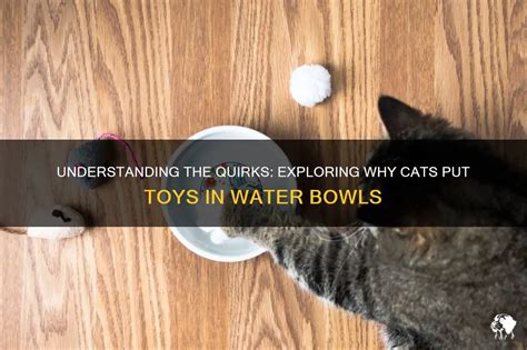 Understanding The Quirks Exploring Why Cats Put Toys In Water Bowls PetShun