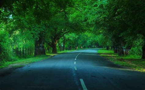 ถนนที่ปกคลุมไปด้วยต้นไม่ใหญ่สองข้างทาง ภาพธรรมชาติ