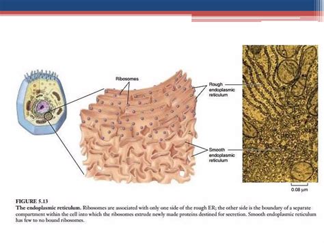 Cell Biology Lec 1 Pdf Pdf