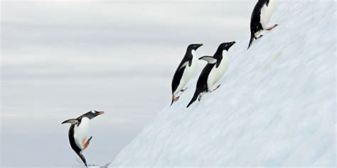 Linux Market Share Passes 4 For First Time Macos Dominance Declines
