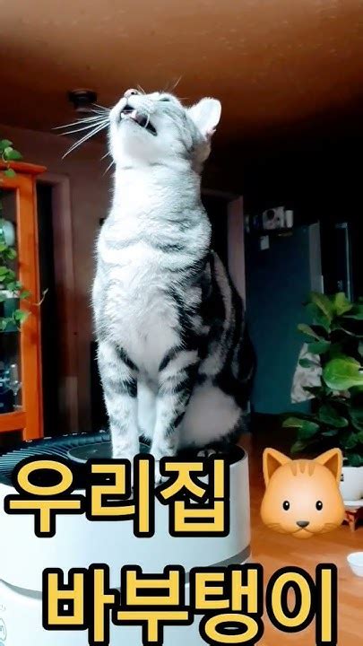 우리집 야옹이 Youtube