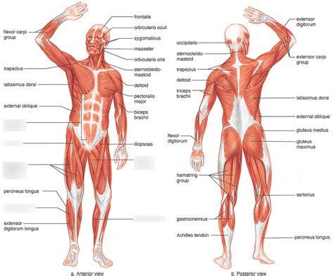 Lower Body Anterior Muscles Diagram Quizlet