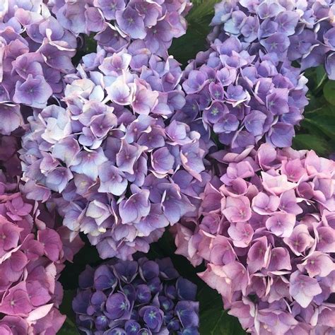 Onyx Peacock Hydrangea Starter Plant Blooms Light Blue Violet To Deep
