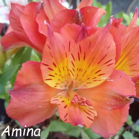 Flowers And Plant Names Of Alstroemeria Varieties In Australia