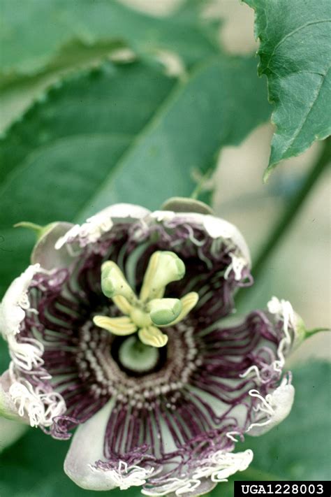 Bluecrown Passionflower Passiflora Caerulea L