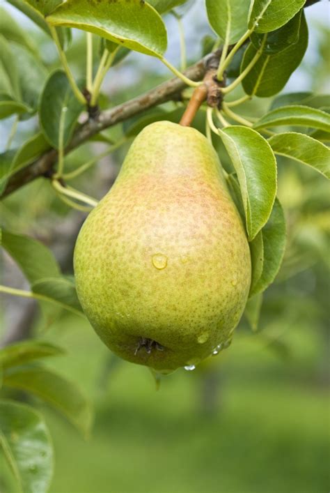 Fertilizer For Pear Trees Learn How And When To Fertilize Pears