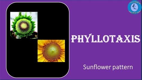 Sunflower Inspired Pattern In Js Phyllotaxis Skillupwithgenie Youtube